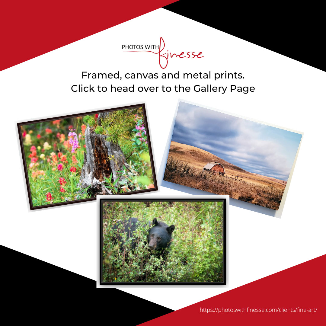 Home Page - Photos With Finesse